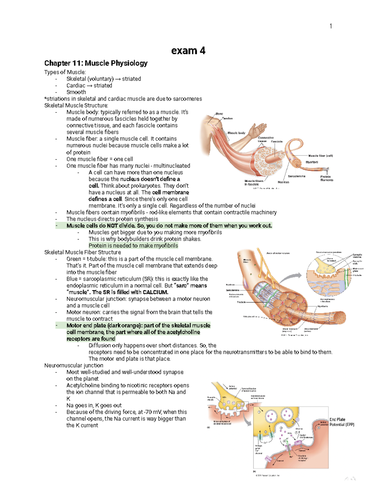 Exam 4 - exam 4 study notes - exam 4 Chapter 11: Muscle Physiology ...