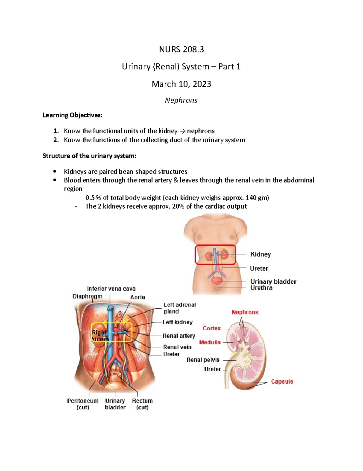 NURS 208 - Urinary P1 - Professor Paul Lee - NURS 208. Urinary (Renal ...
