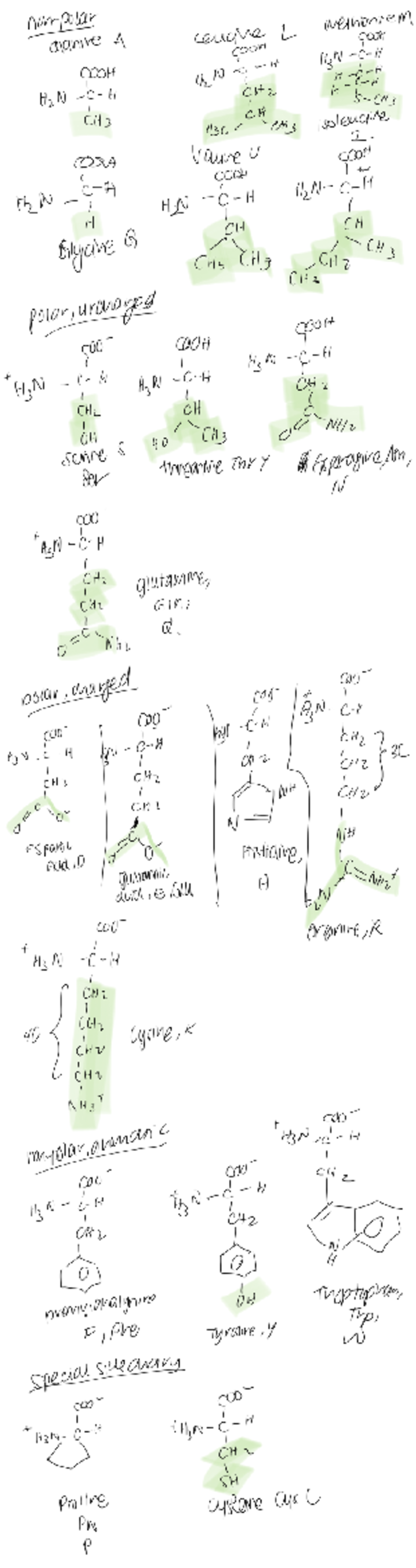 Amino Acid Structures - Bioc0001 - Studocu