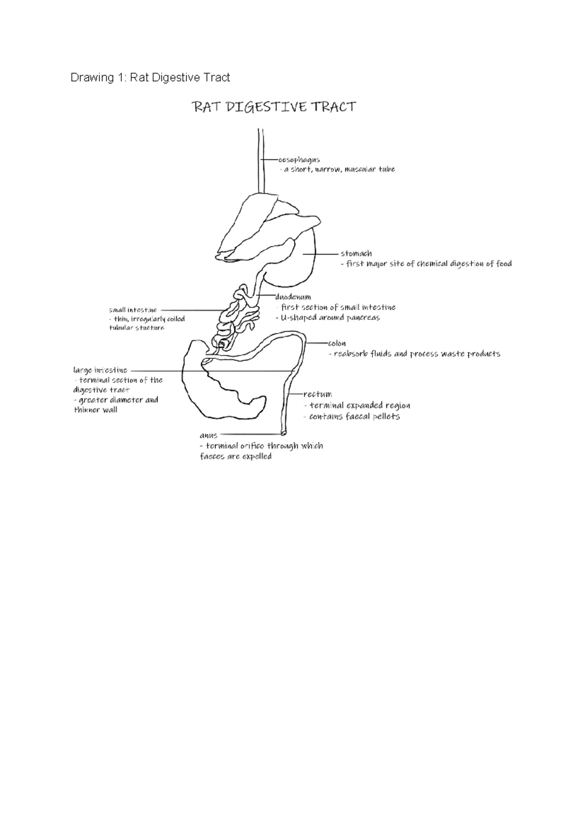 BIOS1101 Assessment 2 - BIOS1101 - Drawing 1: Rat Digestive Tract ...