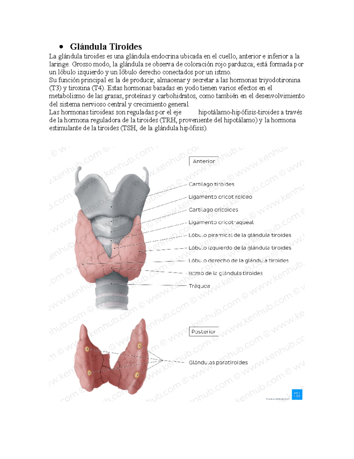 Glándula Tiroides - Glándula Tiroides La glándula tiroides es una glándula endocrina ubicada en ...