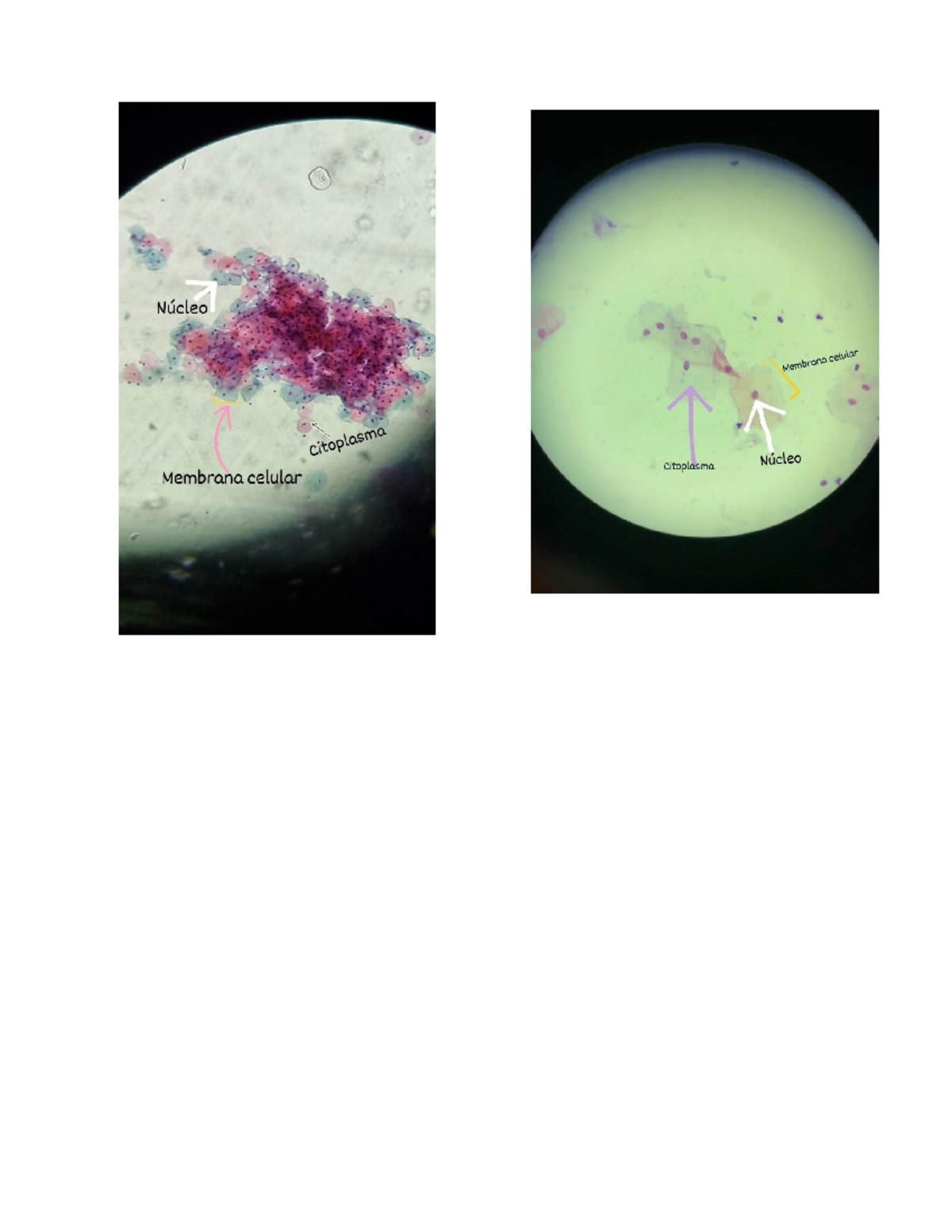 Tarea celula - Laminilla célula - Histología - Núcleo Membrana ...