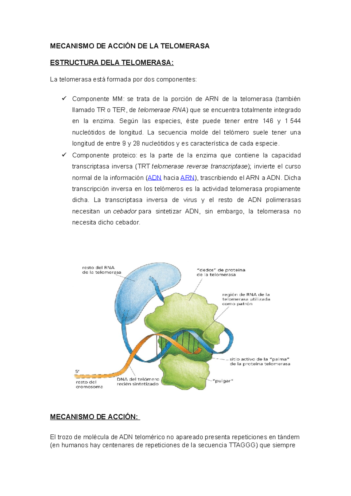 Telomeros Bio Mol - MECANISMO DE ACCIÓN DE LA TELOMERASA ESTRUCTURA ...