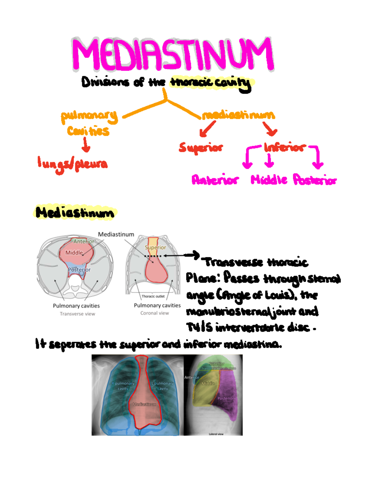 The mediastinum - Sweeney - ####### MEDIASTINUM Divisions of the ...