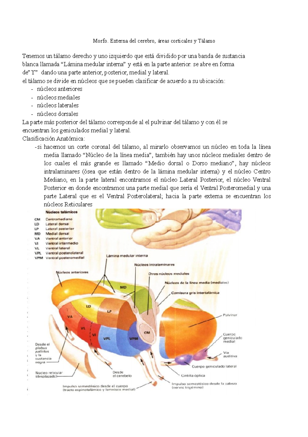 Morfologia Cerebro, areas corticales y talamo - Morfo. Externa del ...