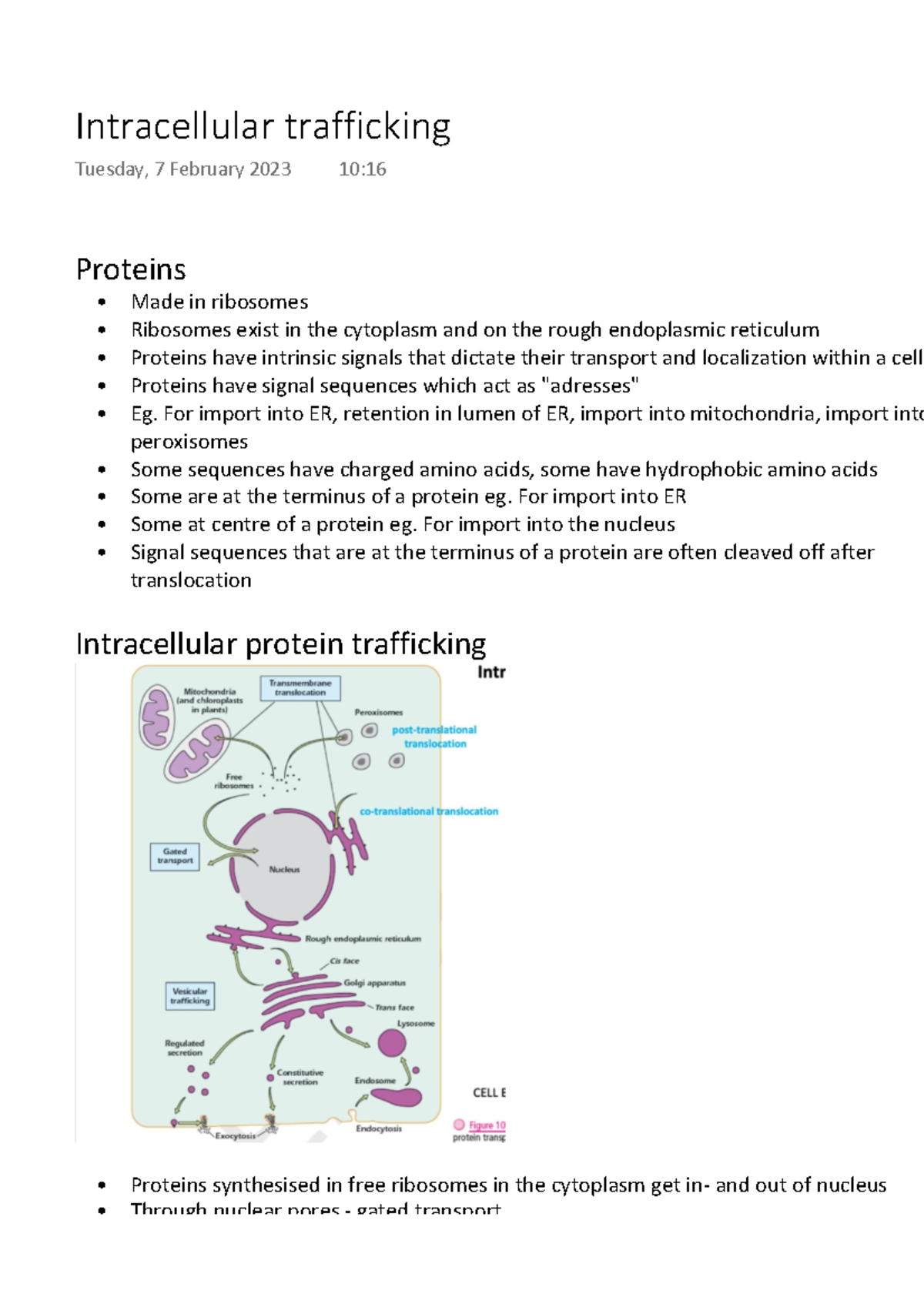 Intracellular trafficking - Proteins Made in ribosomes Ribosomes exist ...