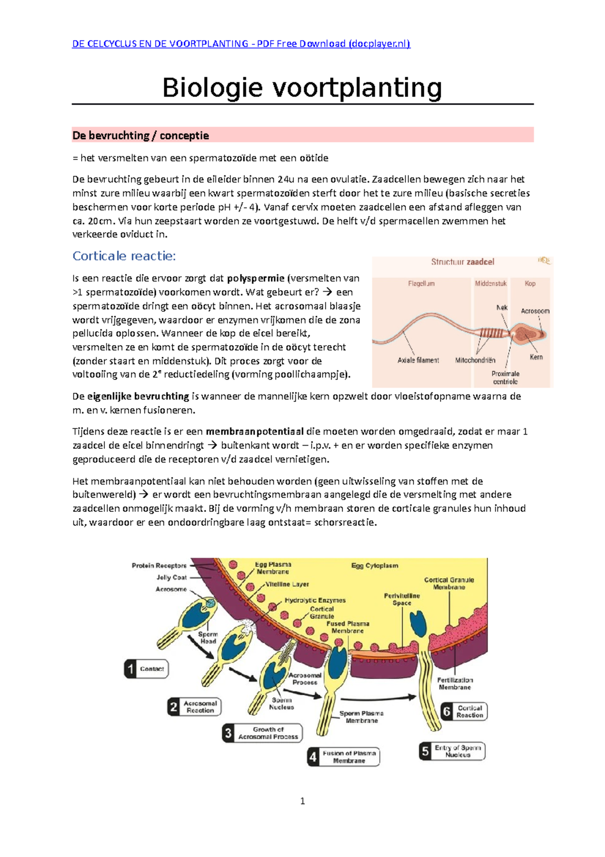 Biologie voortplanting - Zaadcellen bewegen zich naar het minst zure ...