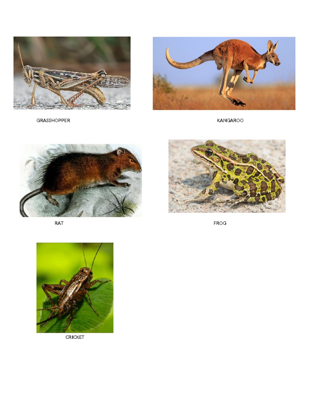 Animals THAT HOP - Economics and finance - GRASSHOPPER KANGAROO RAT ...