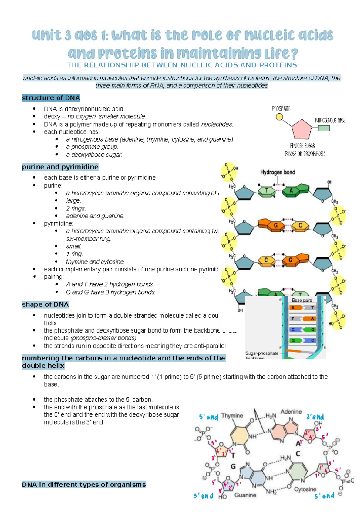 Biology revision notes unit 3 - f THE RELATIONSHIP BETWEEN NUCLEIC ...