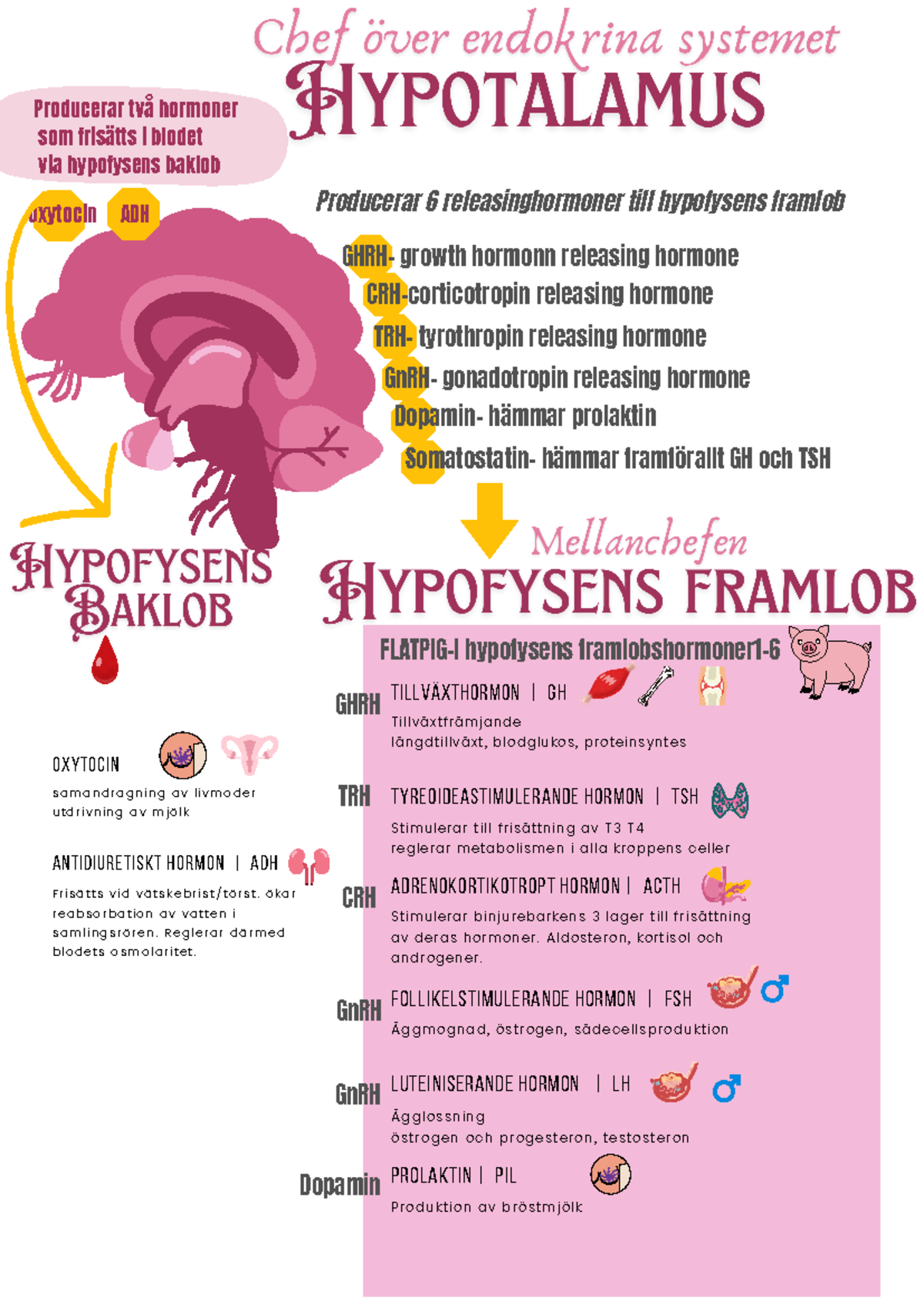 Hypotalamus - Egna anteckningar delar av endokrina systemet - Oxytocin ...