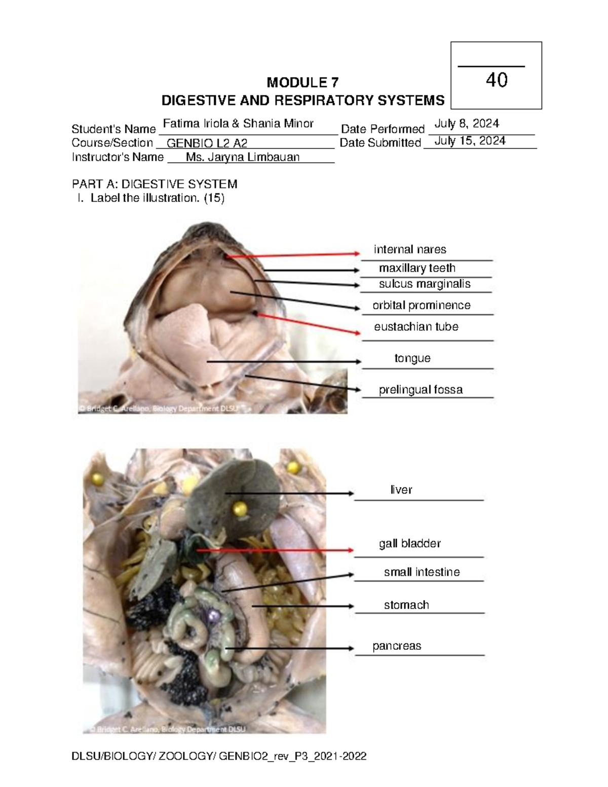 Module 8 Internal Parts of Toad part 2 - MODULE 7 DIGESTIVE AND ...