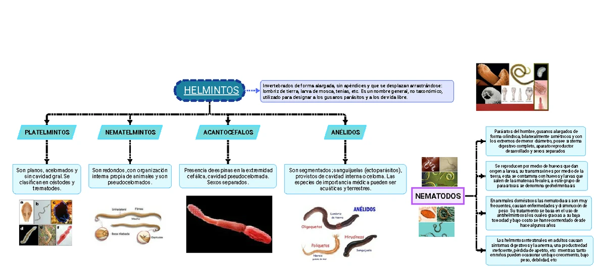Apuntes primer parcial - Clasificación de los parásitos con sus géneros ...