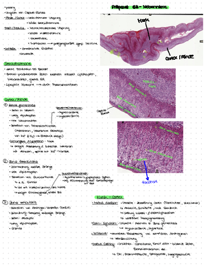 Bindegewebe - Histo Zusammenfassung - Bindegewebe Entwicklung des ...