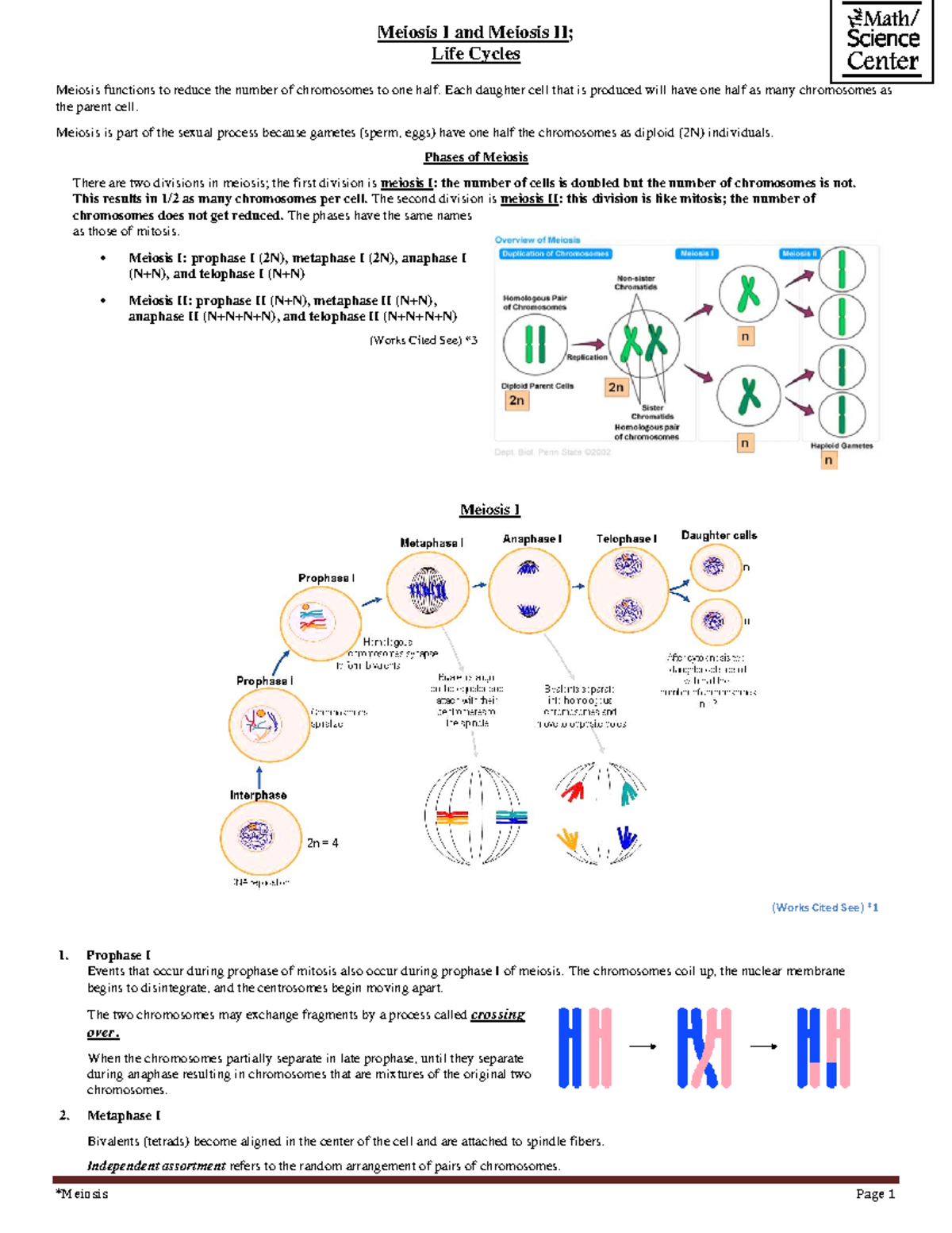 Meiosis-i-meiosisii - Meiosis of the cell - *Meiosis Page 1 Meiosis I ...