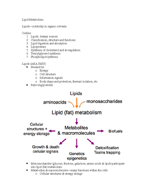 Fasting vs Fed States - Well-Fed State, Fasting, and Starvation Key ...