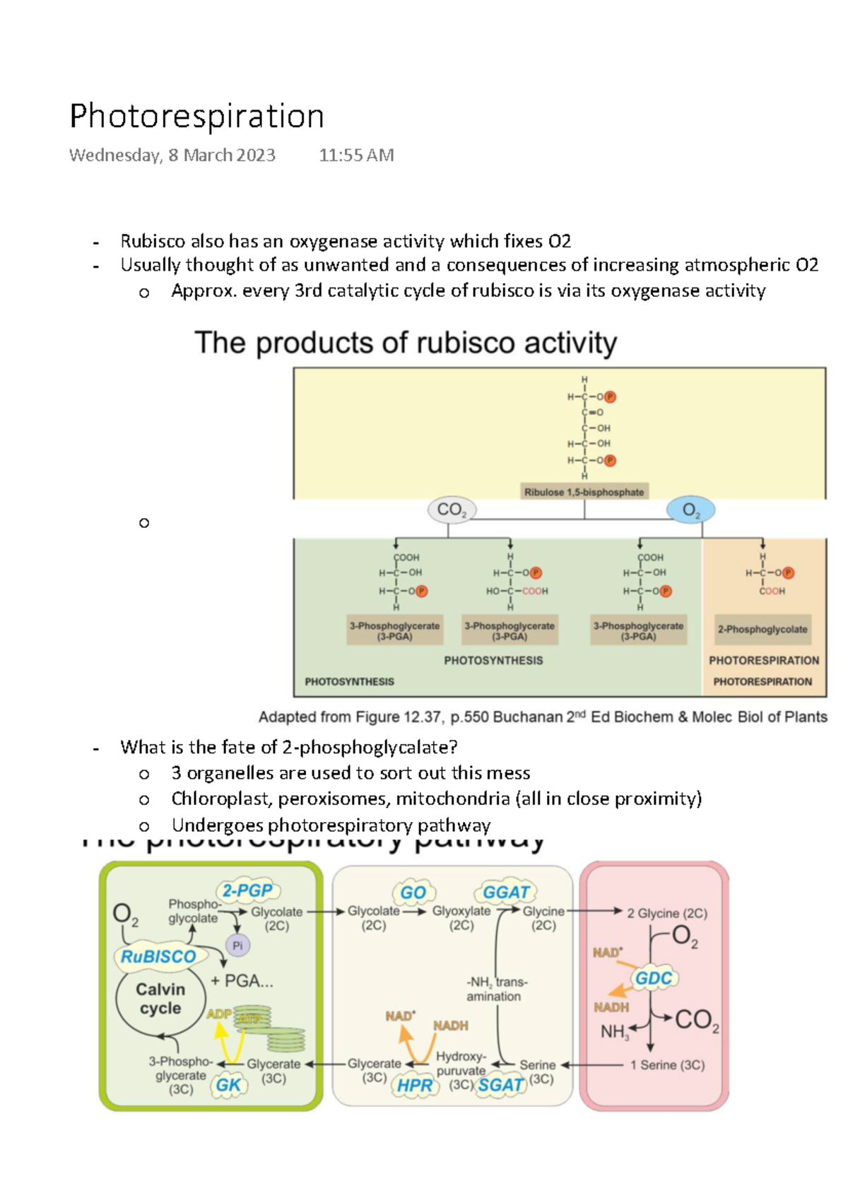 Photosynthesis 6 - Rubisco also has an oxygenase activity which fixes O ...
