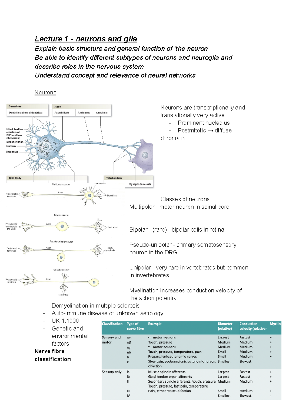 Neuroscience lectures - Lecture 1 - neurons and glia Explain basic structure and general ...