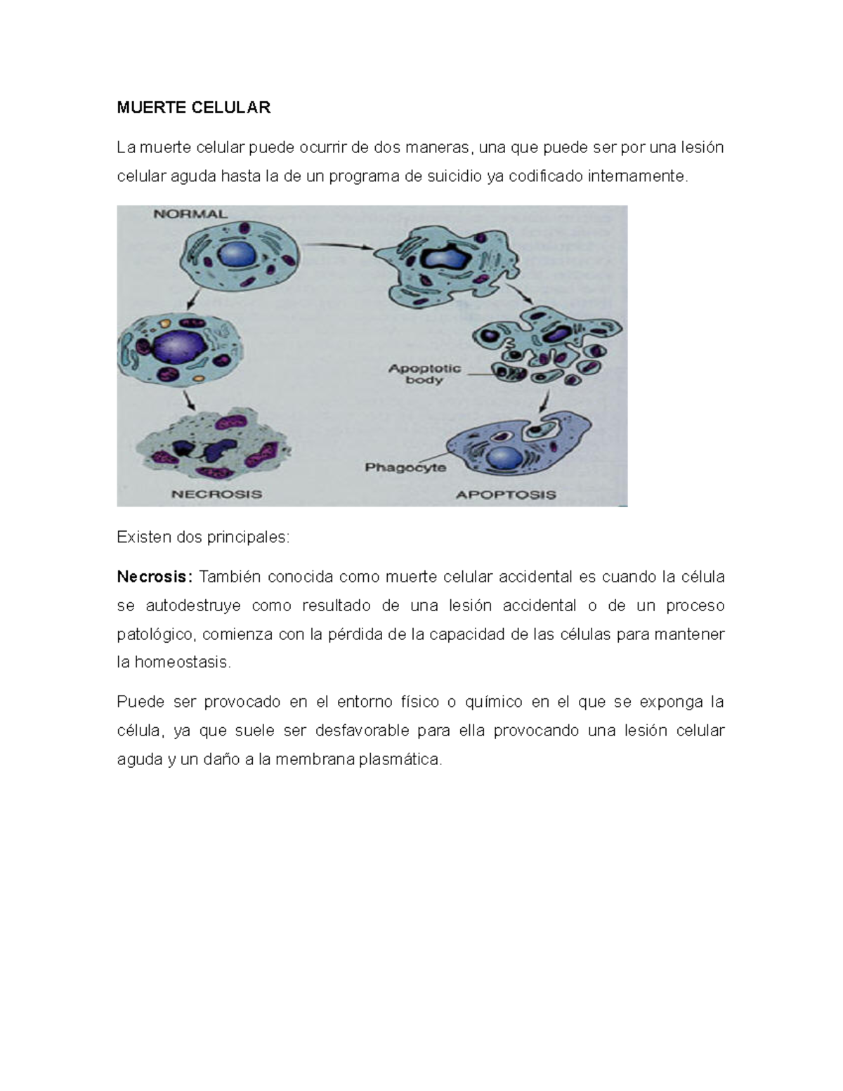 Muerte Celular - MUERTE CELULAR La muerte celular puede ocurrir de dos ...