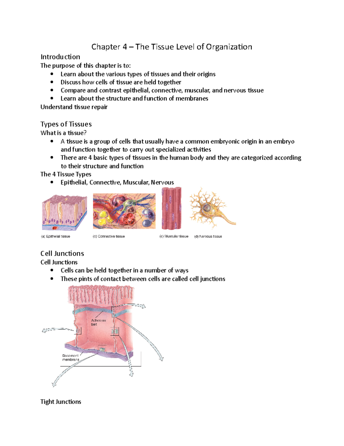 Chapter 4 Notes - The Tissue Level of Organization - KIN 267 - UR - Studocu