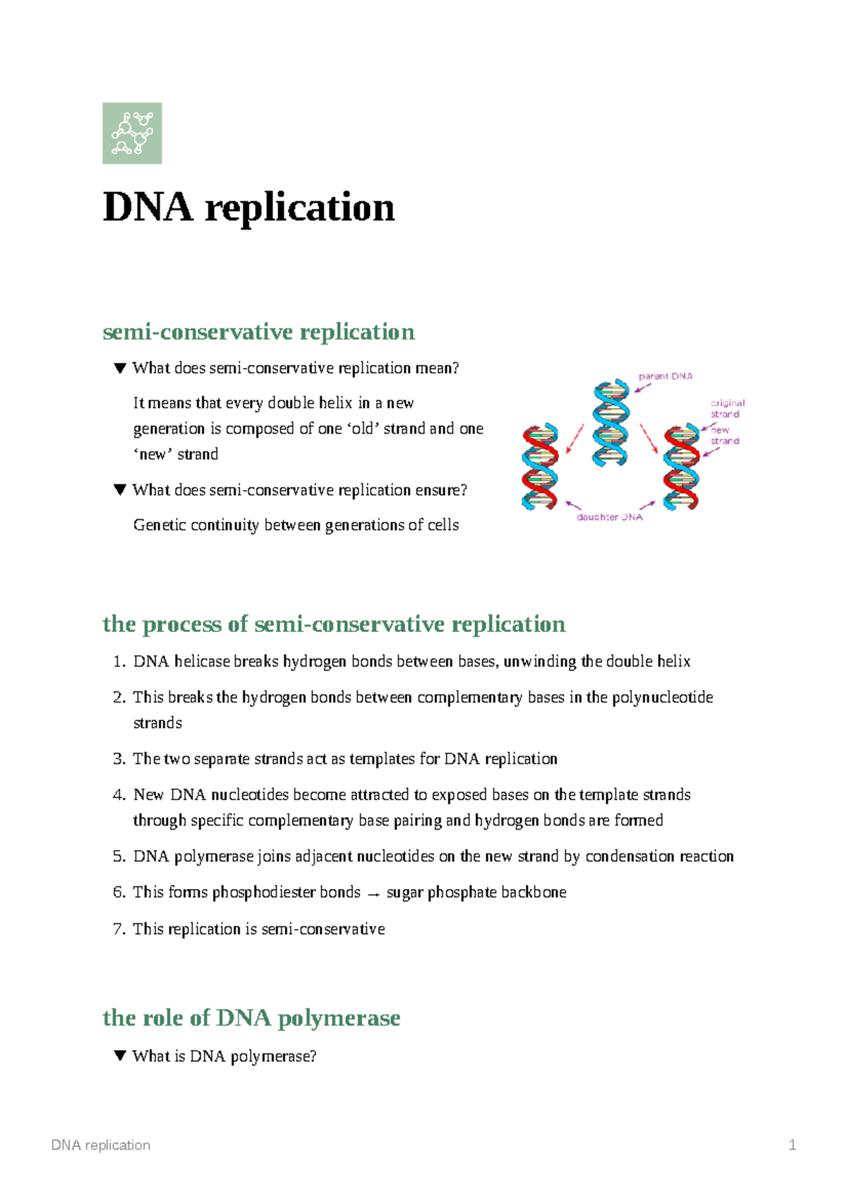 DNA replication - Bacteria is grown in a heavy 15N solution for a few ...