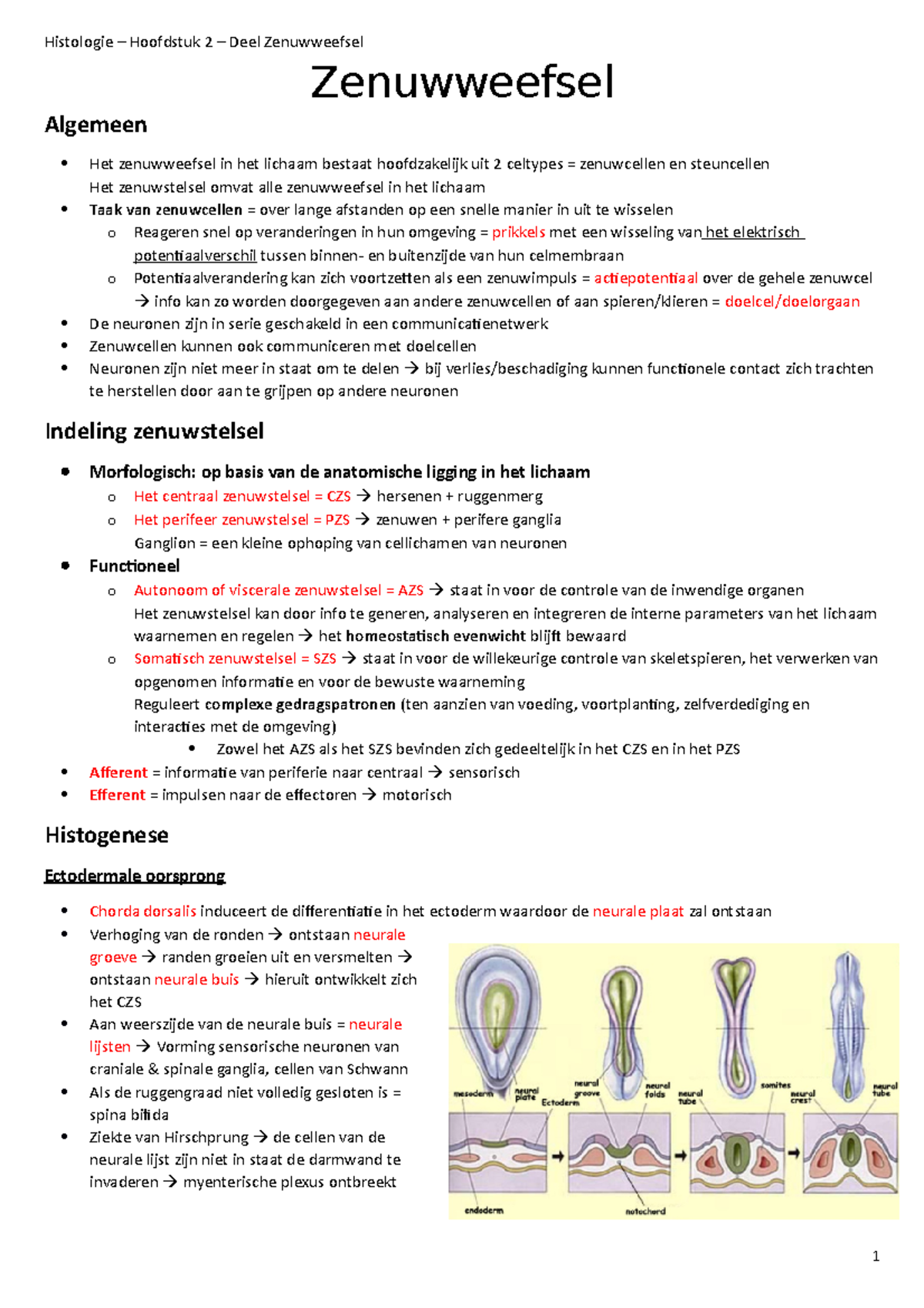 H2.5 - Zenuwweefsel - Histologie – Hoofdstuk 2 – Deel Zenuwweefsel ...