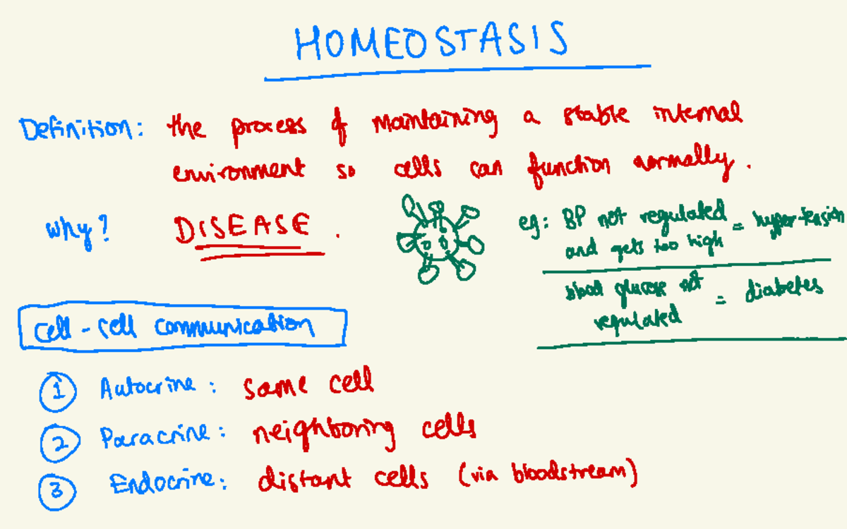 Physiology - HOMEOSTASIS Definition : the process of maintaining a ...