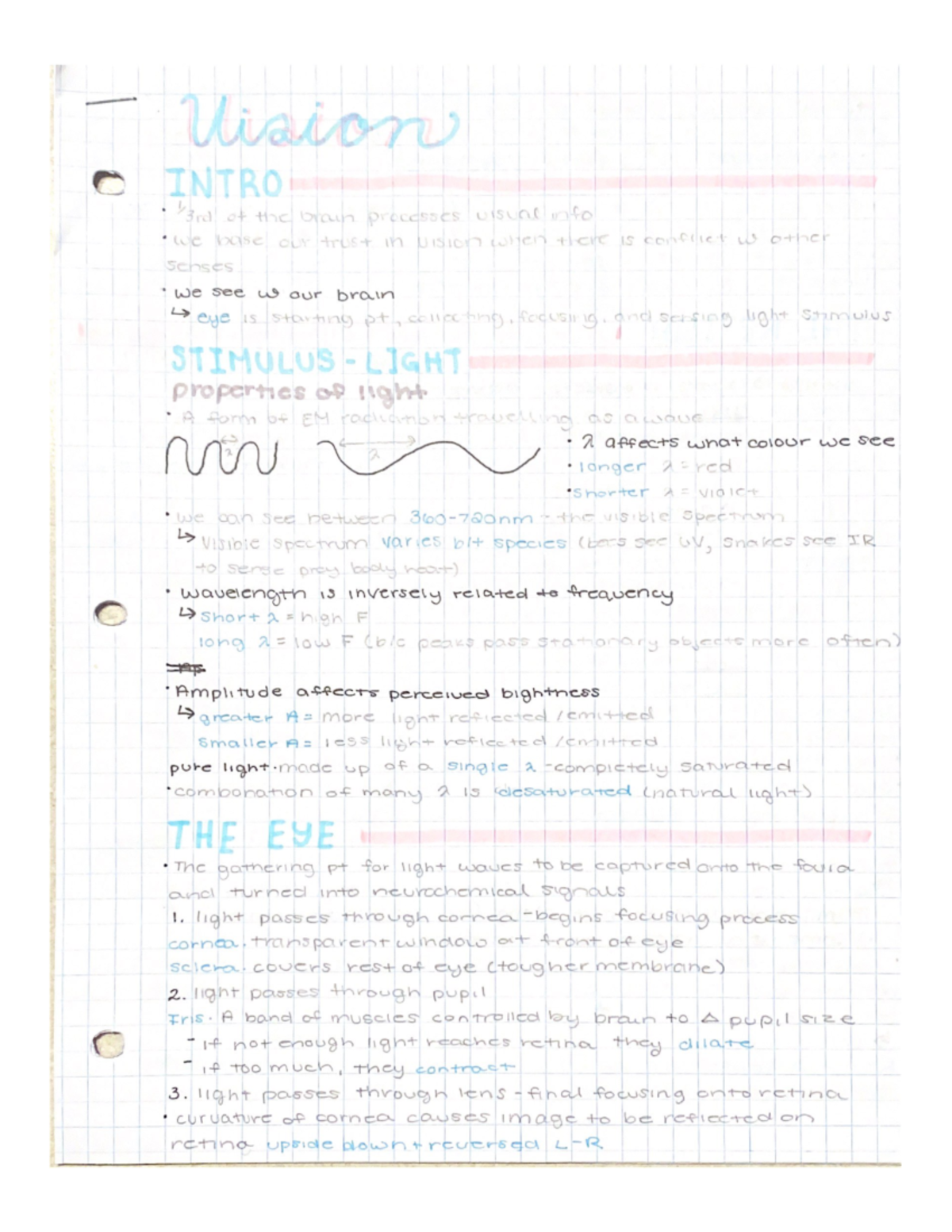 Vision - notes - Psych 101 - Studocu