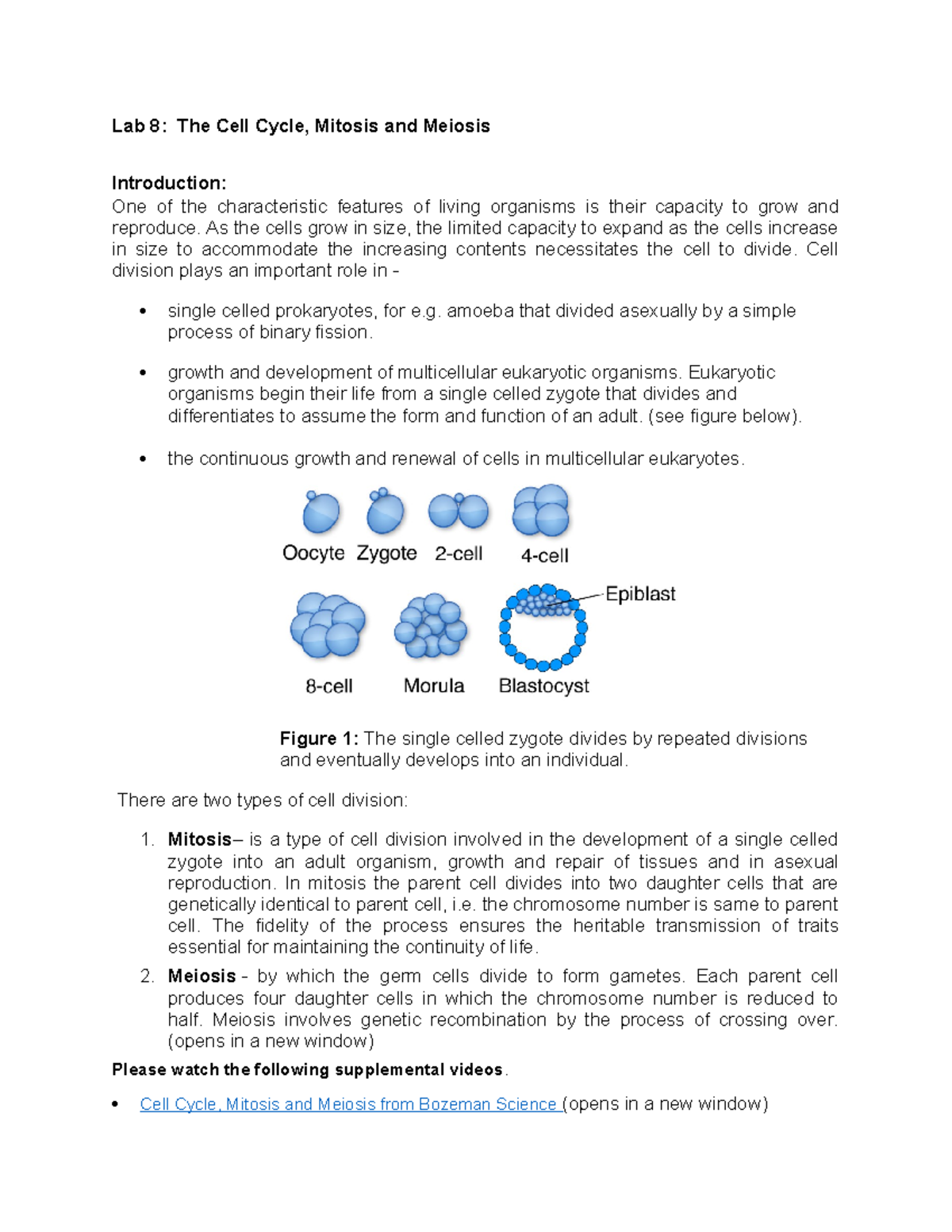 Mitosis Meiosis Lab 11 - Lab work - Lab 8: The Cell Cycle, Mitosis and ...