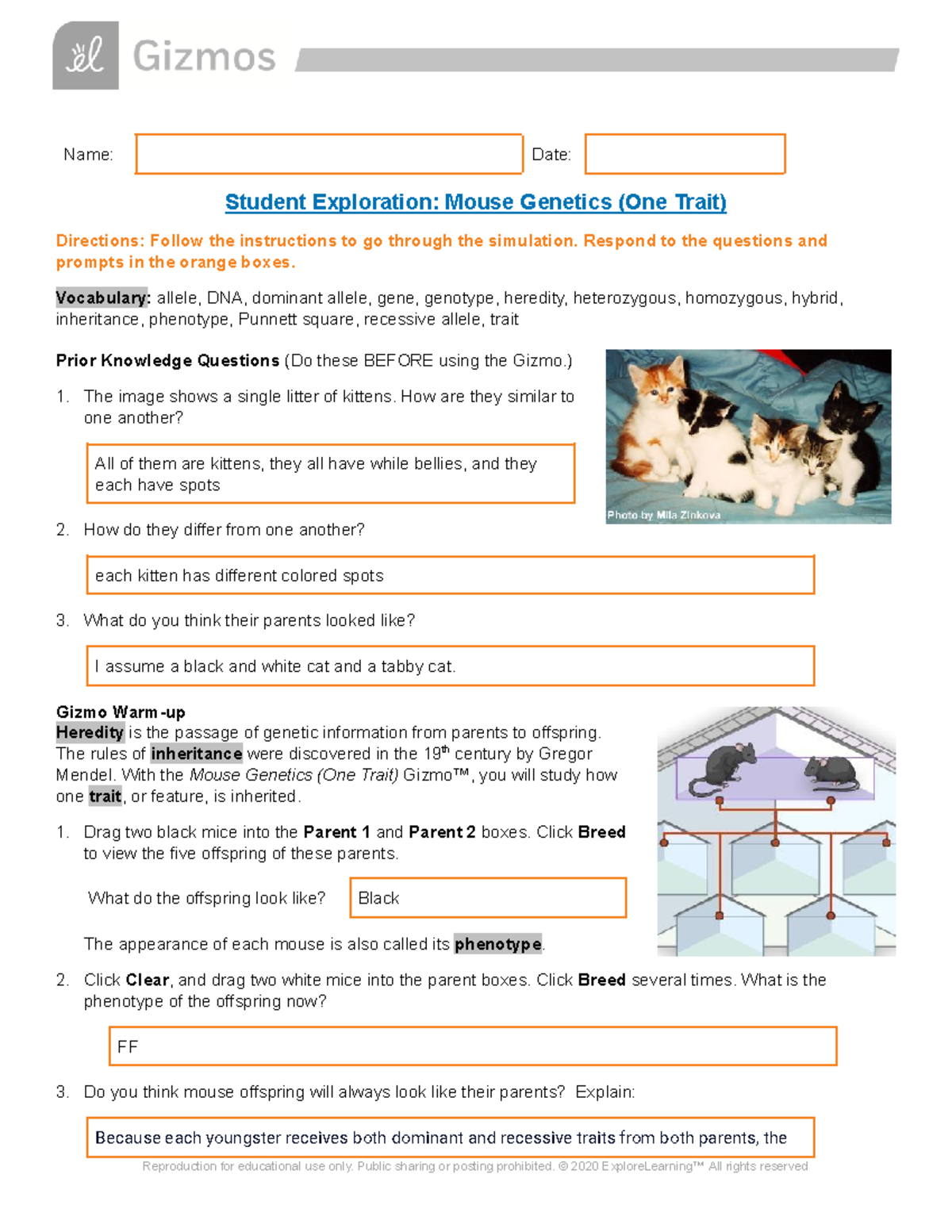 Copy of Mouse Genetics SE - Name: Date: Student Exploration: Mouse ...