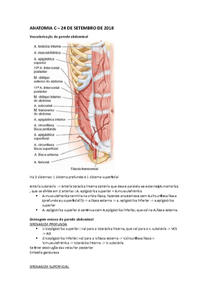 Peritônio e Cavidade Peritoneal - CAVIDADE PERITONEAL O uma membrana ...
