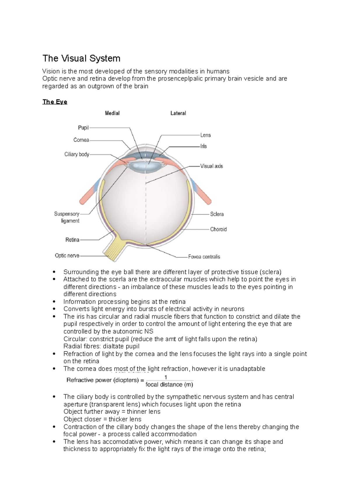 Vision - The Visual System Vision is the most developed of the sensory ...