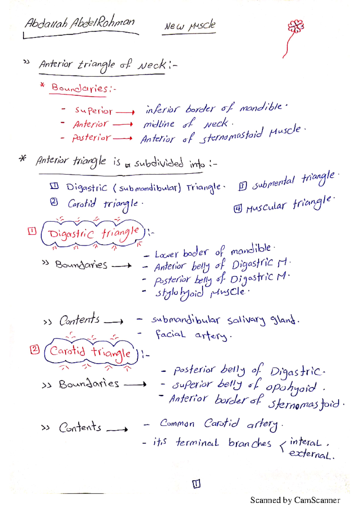 New muscle ant - nerve and muscles - Studocu