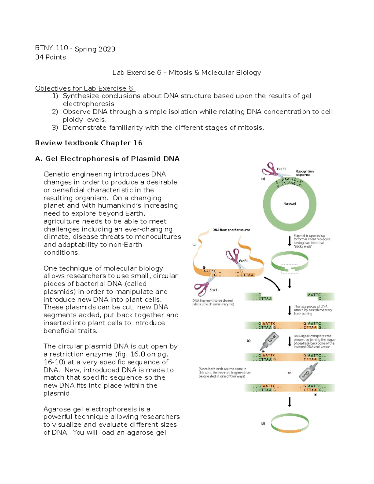 Lab 6-S23-Mitosis-Biotech - BTNY 110 - Spring 2023 34 Points Lab ...