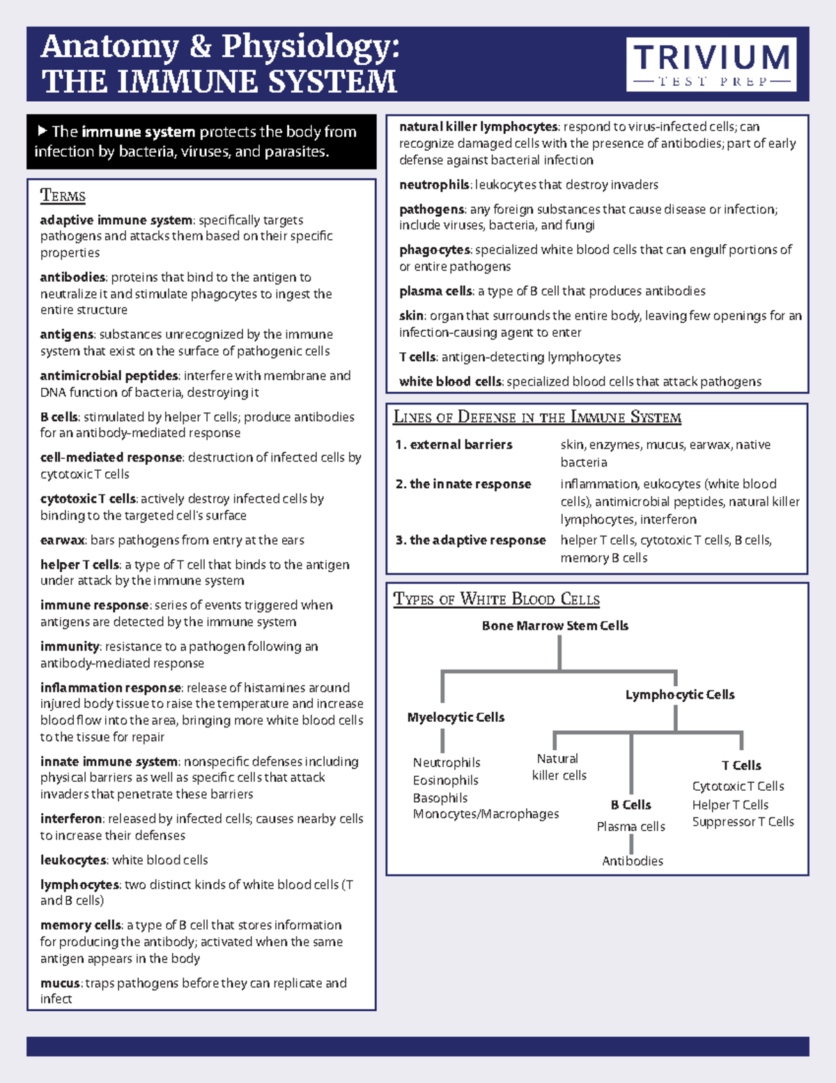 Immune system - nothing - Anatomy & Physiology: THE IMMUNE SYSTEM ...