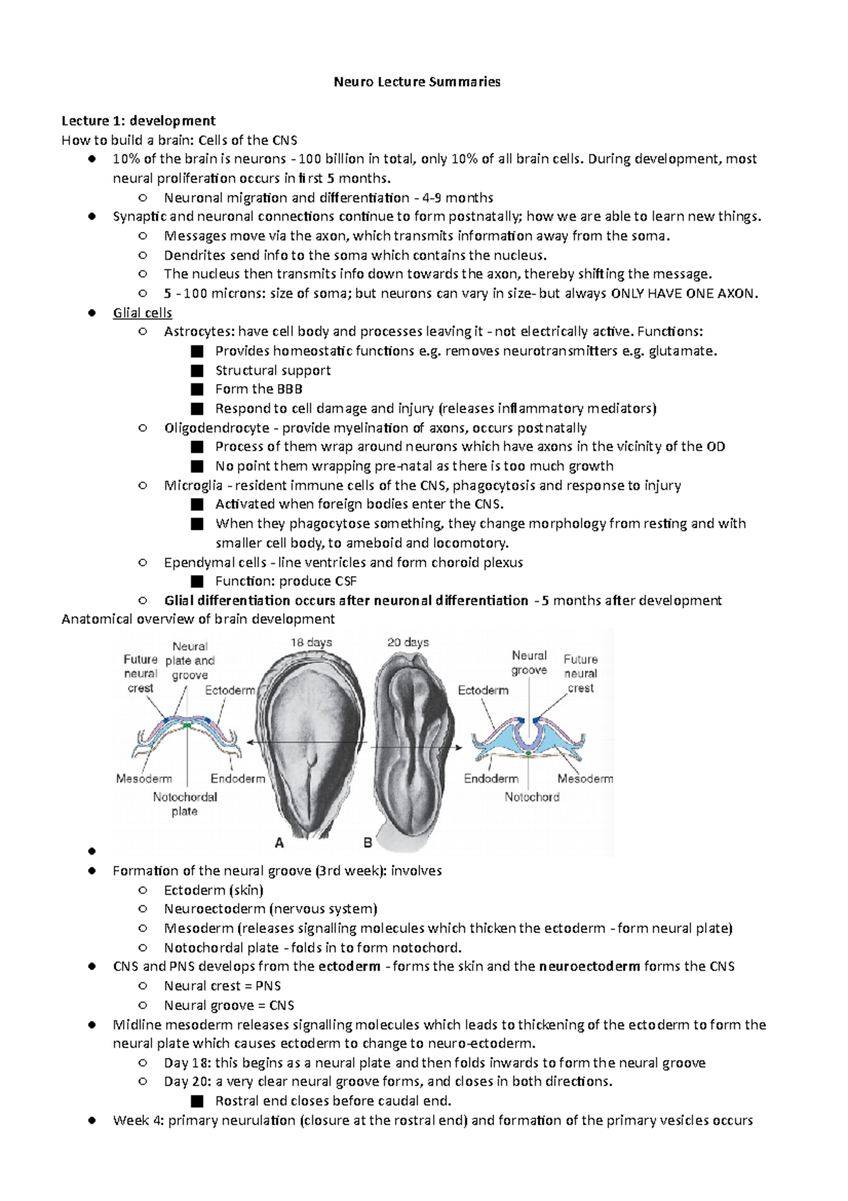 Neur3005 Lecture Summaries Neuro Lecture Summaries Lecture 1 Development How To Build A Brain