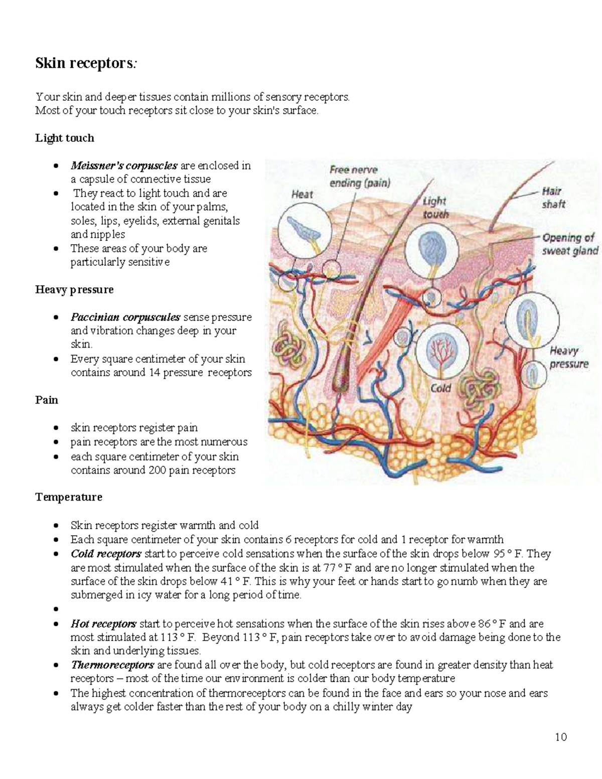 Material-3 - hub,m - Skin receptors: Your skin and deeper tissues ...
