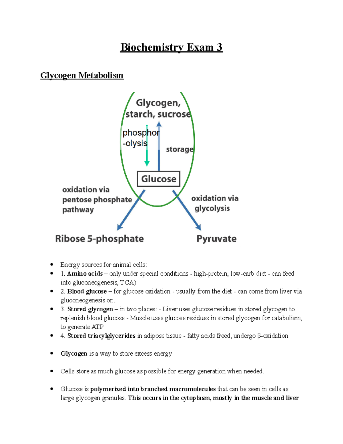 Biochem Exam 3 - Biochemistry Exam 3 Glycogen Metabolism Energy sources ...