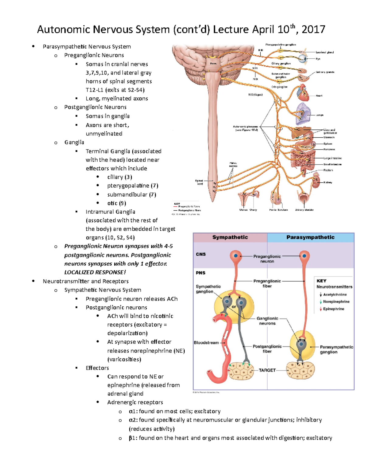 Autonomic Nervous System Lecture April 10th Autonomic Nervous System Contd Lecture April