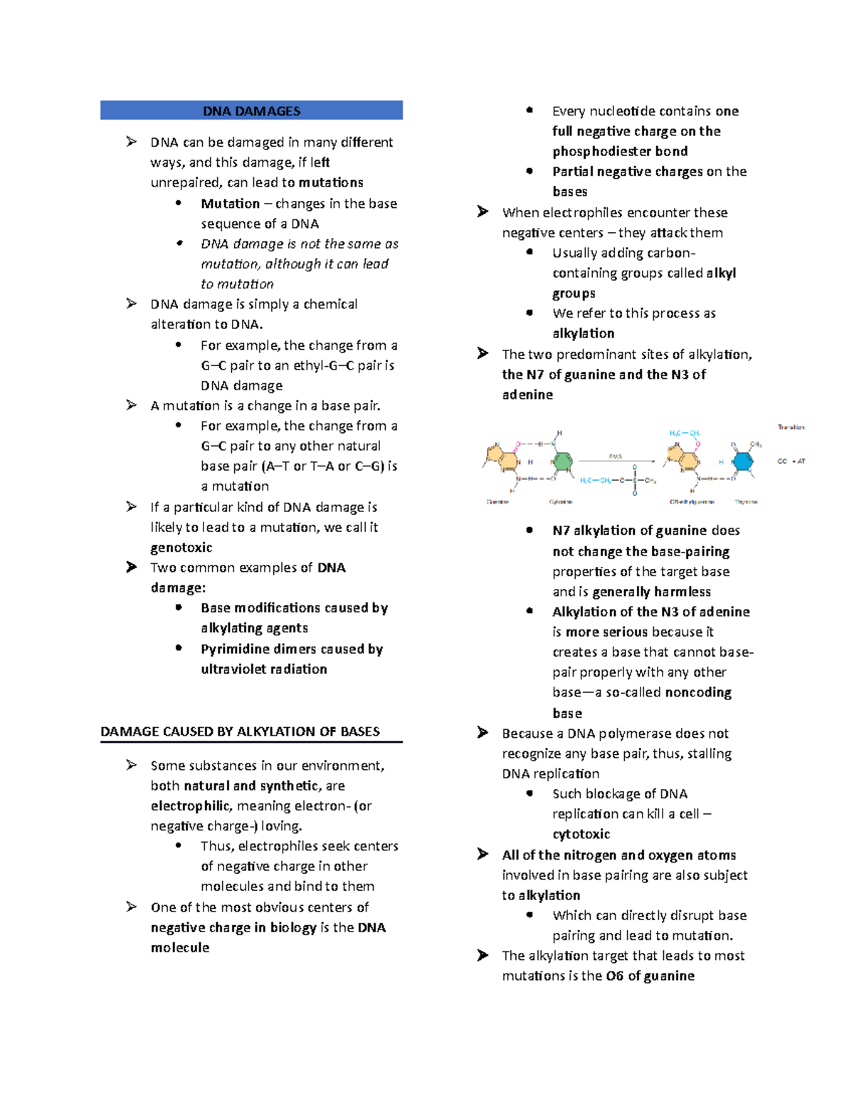 DNA Damages - Two common examples of DNA damage; base modifications ...