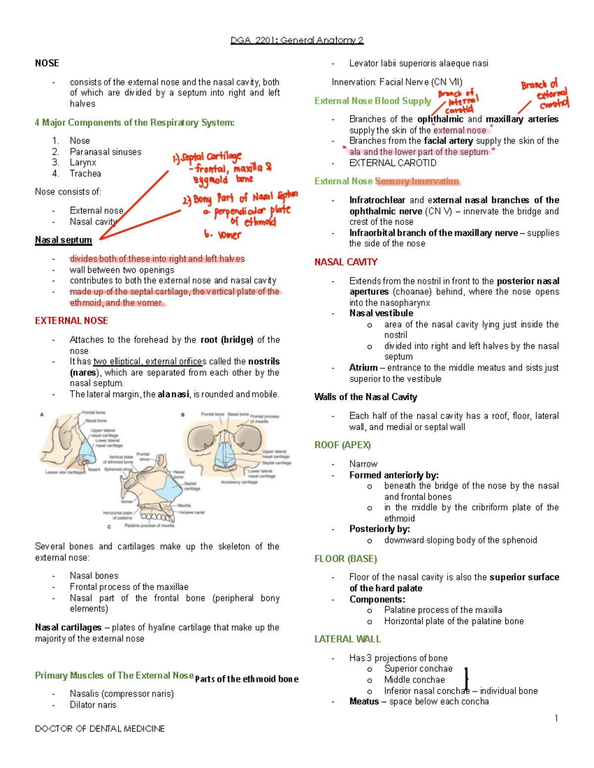 GEN-ANA-NOSE - Anatomy - 1 NOSE consists of the external nose and the ...