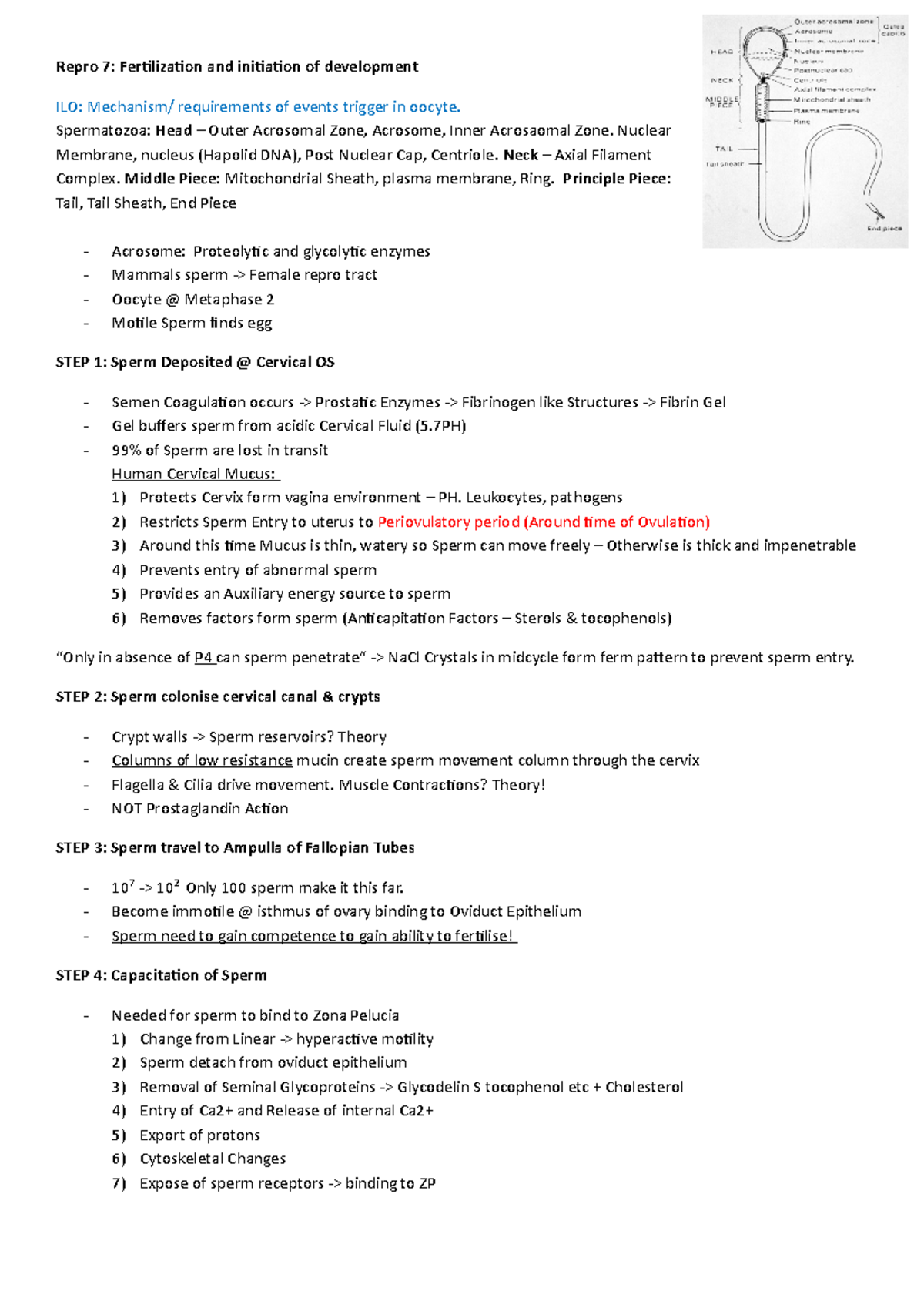 Human Repro Notes 1 - 16 - Repro 7: Fertilization and initiation of ...