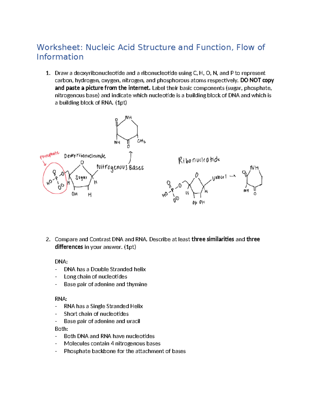 Worksheet Nucleic Acid Structure and Function, Flow of Information - DO ...