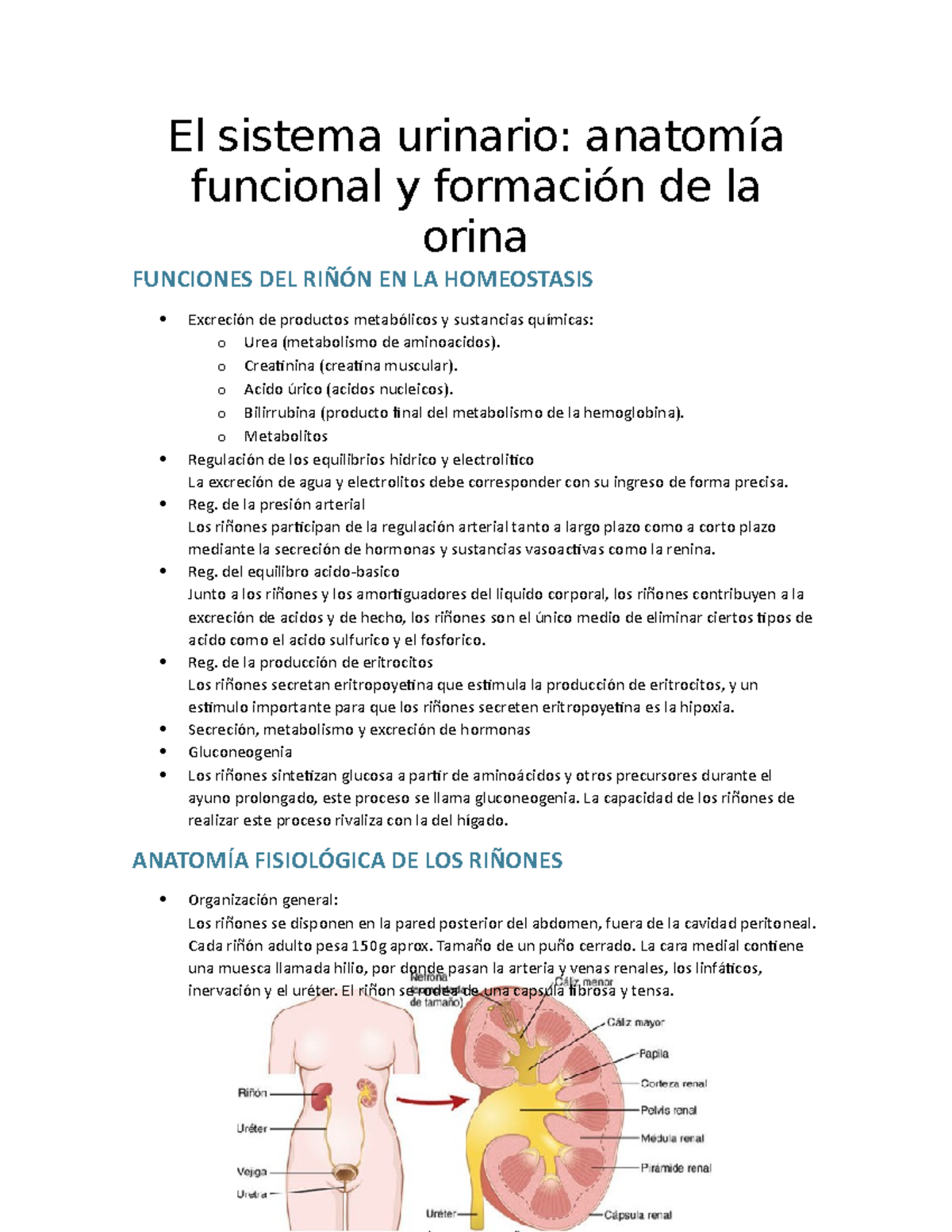 Capítulo 26 guyton absorción y secreción renal - El sistema urinario: anatomía funcional y ...