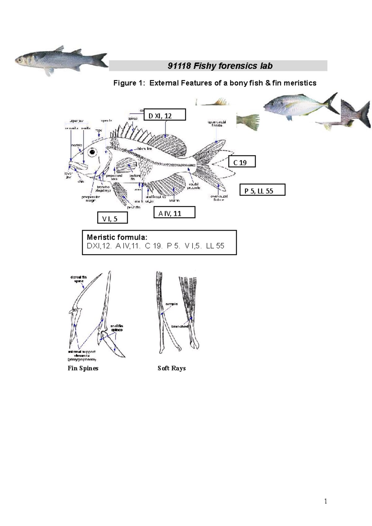 Fishy forensics lab 2022 - 91118 Fishy forensics lab Figure 1: External ...