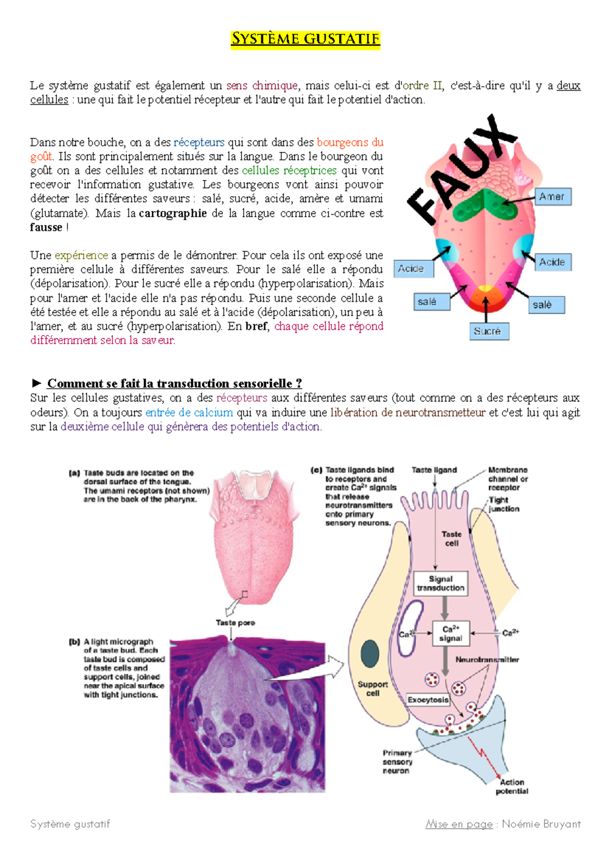 Neurosciences - Gustatif - Système gustatif Le système gustatif est ...