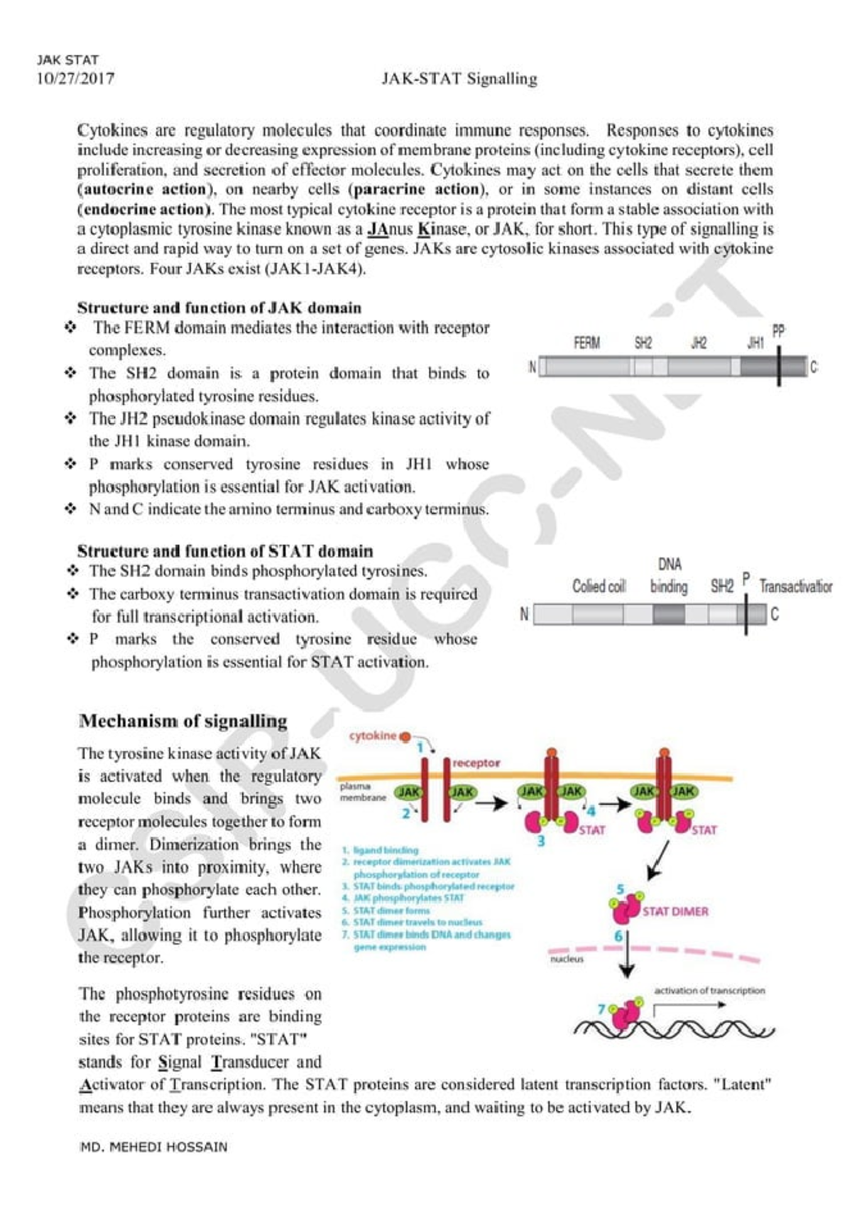 @A GODjak-stat-signalling - Biotechnology - Studocu