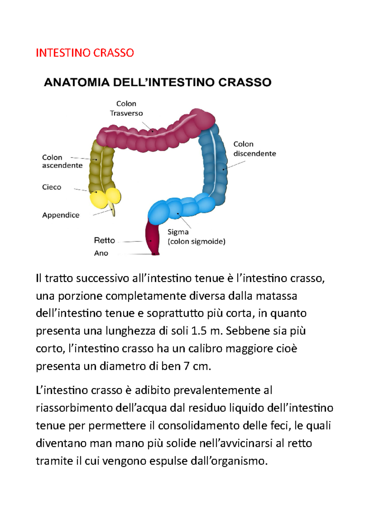 Intestino crasso - INTESTINO CRASSO Il tratto successivo all’intestino ...