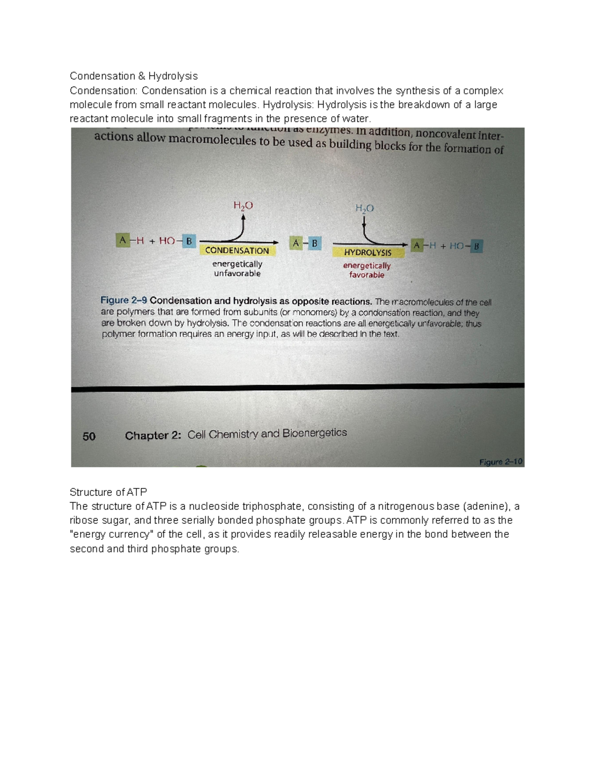 Cell bio - Notes - Condensation & Hydrolysis Condensation: Condensation ...