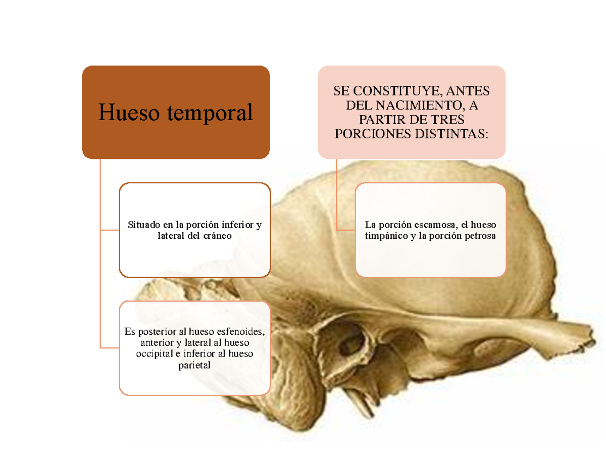 Hueso Temporal - Hueso temporal Situado en la porcín inferior y lateral ...