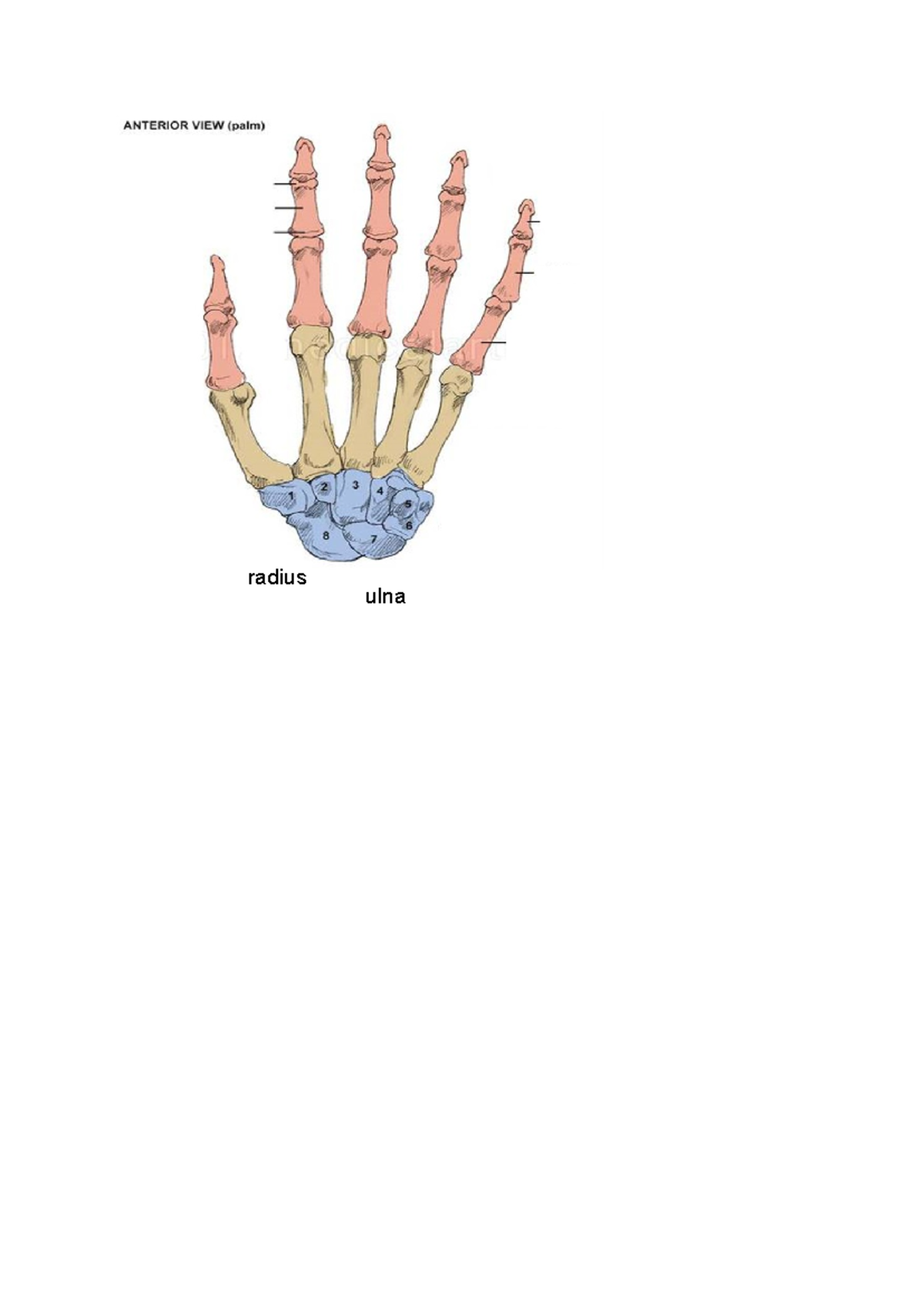 Bones in Hand and Wrist - 400868 - ANTERIOR VIEW (palm) 2 4 radius ulna ...